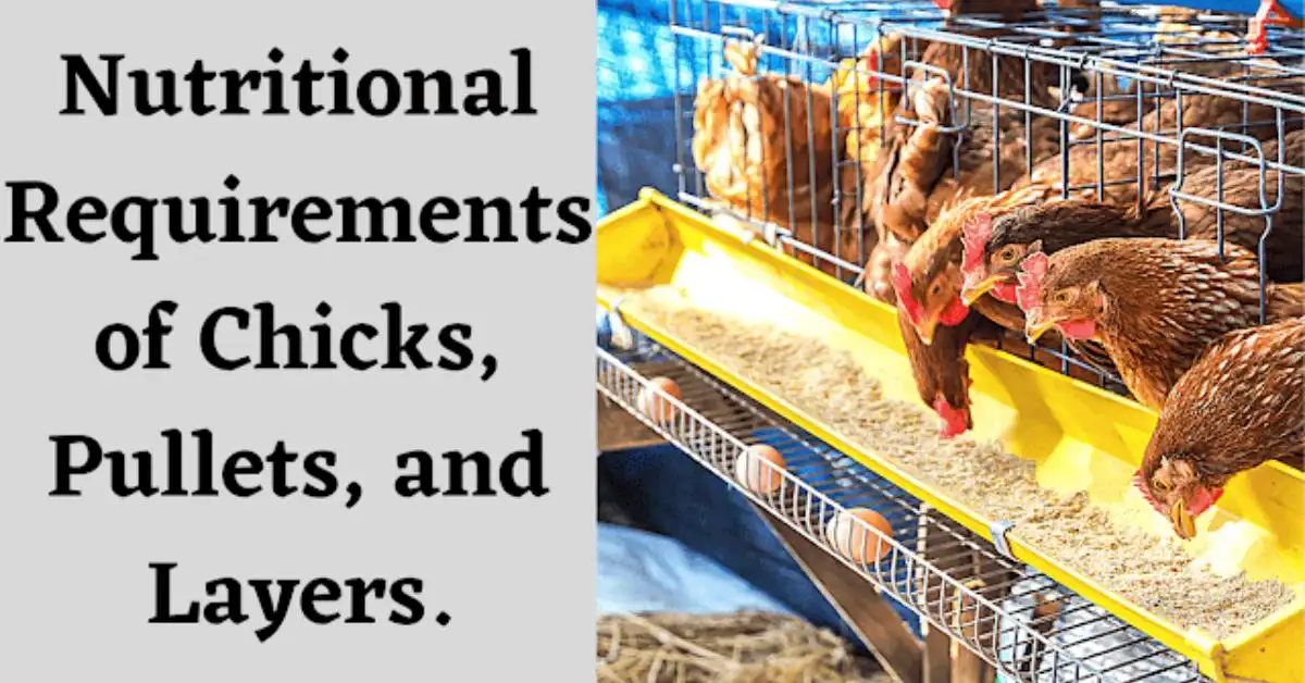 Nutritional Requirements of Chicks, Pullets and Layers in Poultry ...